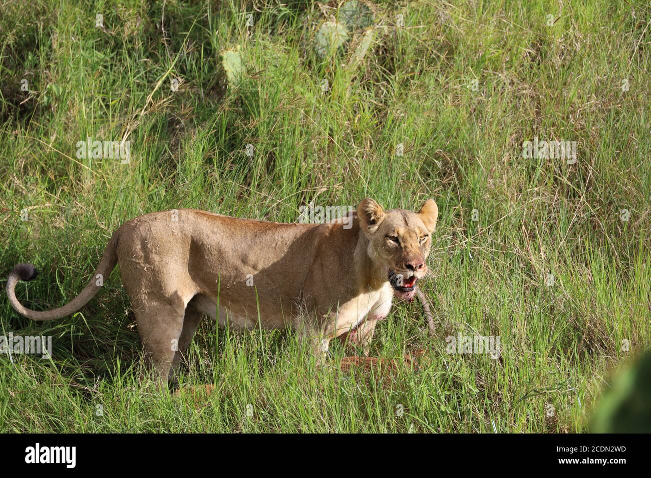 Lioness on the hunt, stalking prey in the grassland during safari trip ...