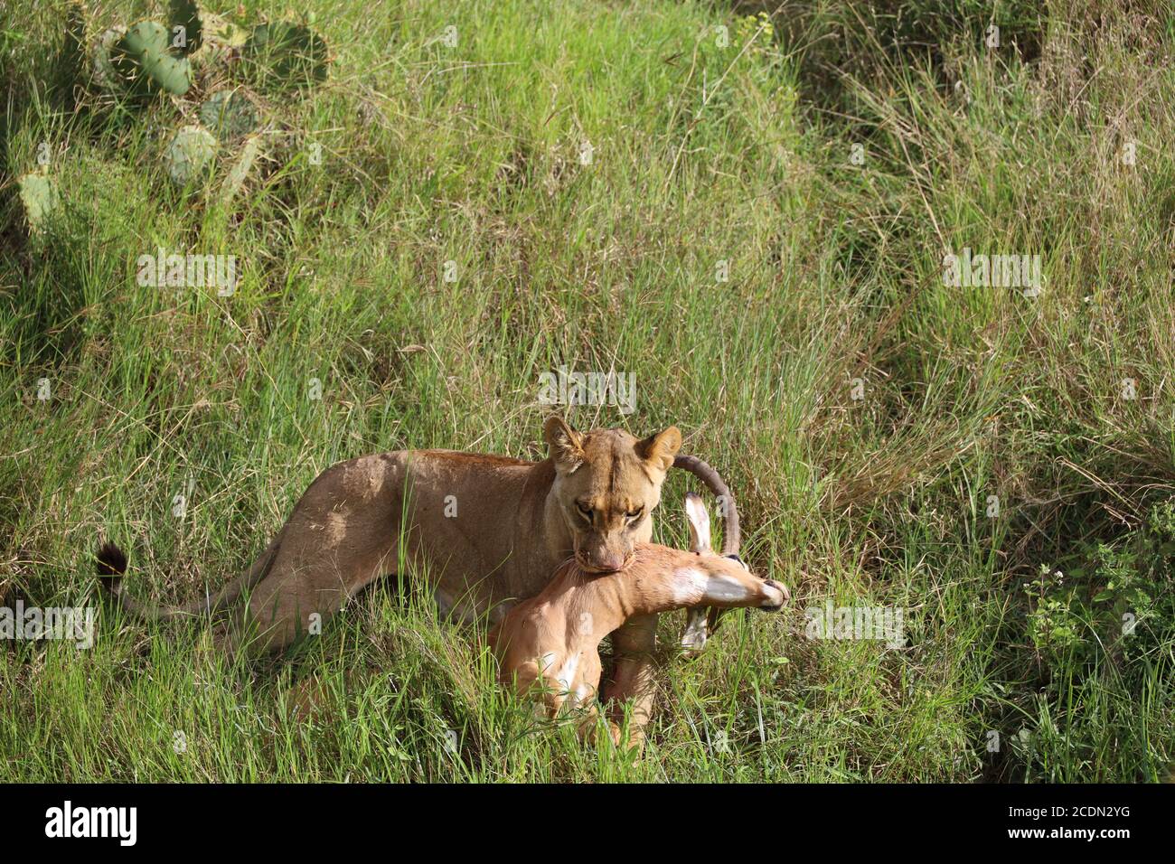 Lioness on the hunt, stalking prey in the grassland during safari trip ...