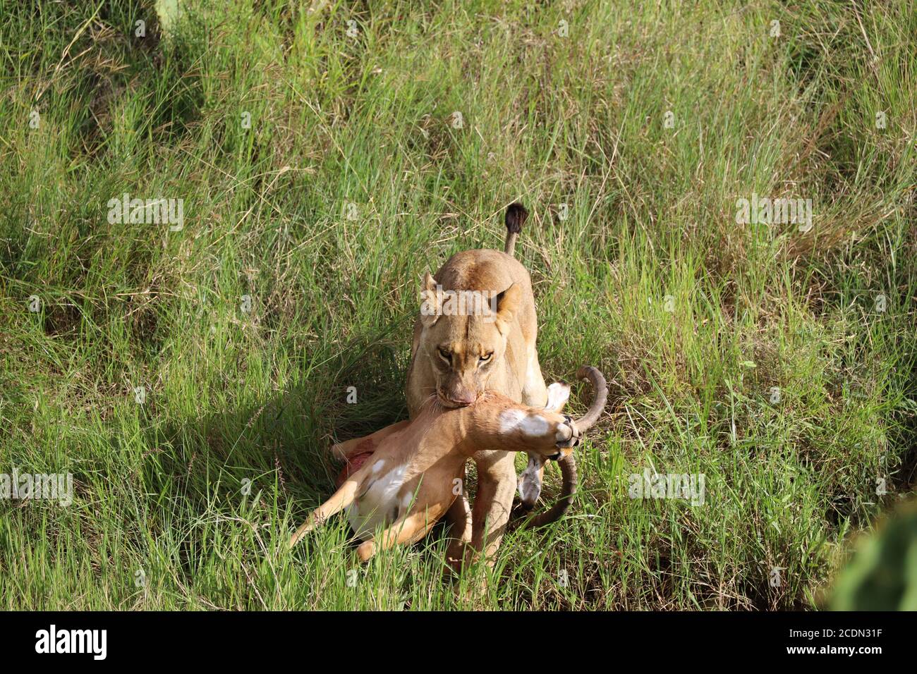 Lioness on the hunt, stalking prey in the grassland during safari trip ...