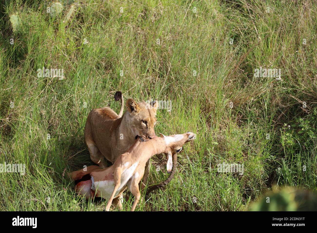 Lioness on the hunt, stalking prey in the grassland during safari trip ...
