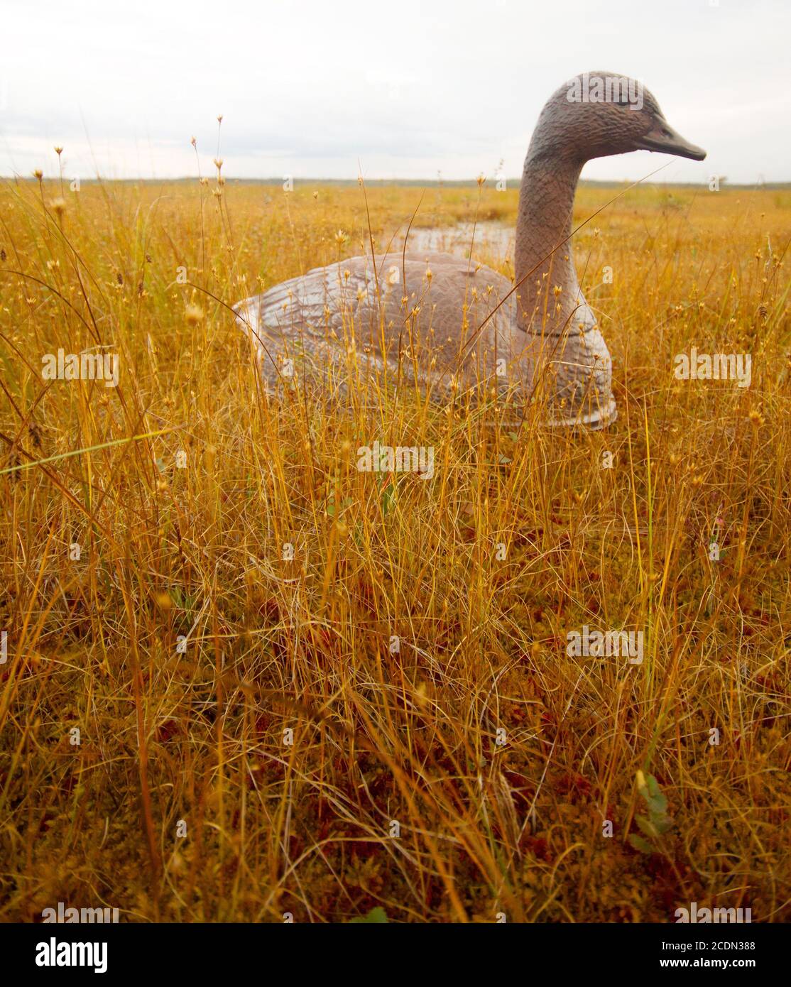 hunting on a bog with goose profile Stock Photo - Alamy