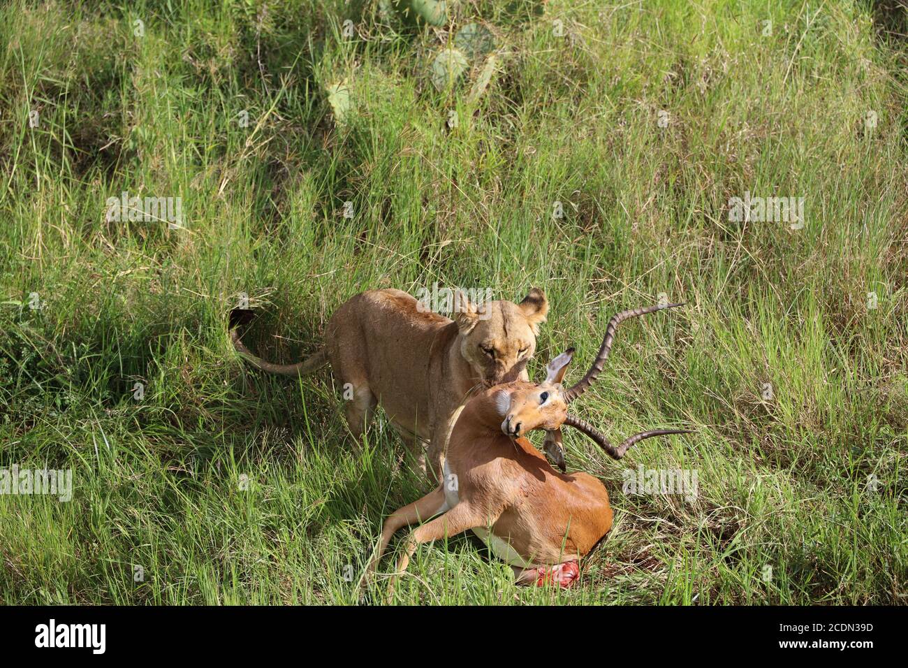 Lioness on the hunt, stalking prey in the grassland during safari trip ...