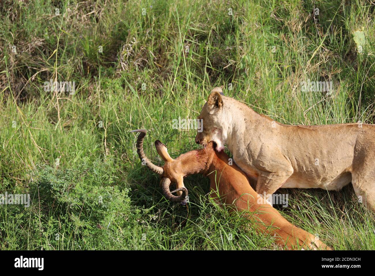 Lioness on the hunt, stalking prey in the grassland during safari trip ...