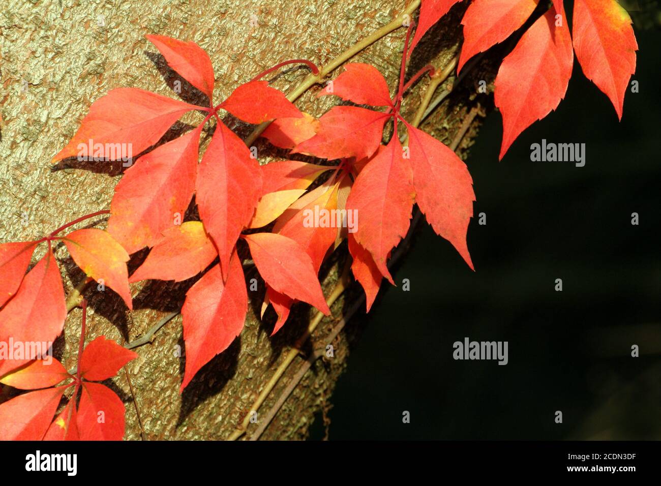 Vitaceae hi-res stock photography and images - Alamy