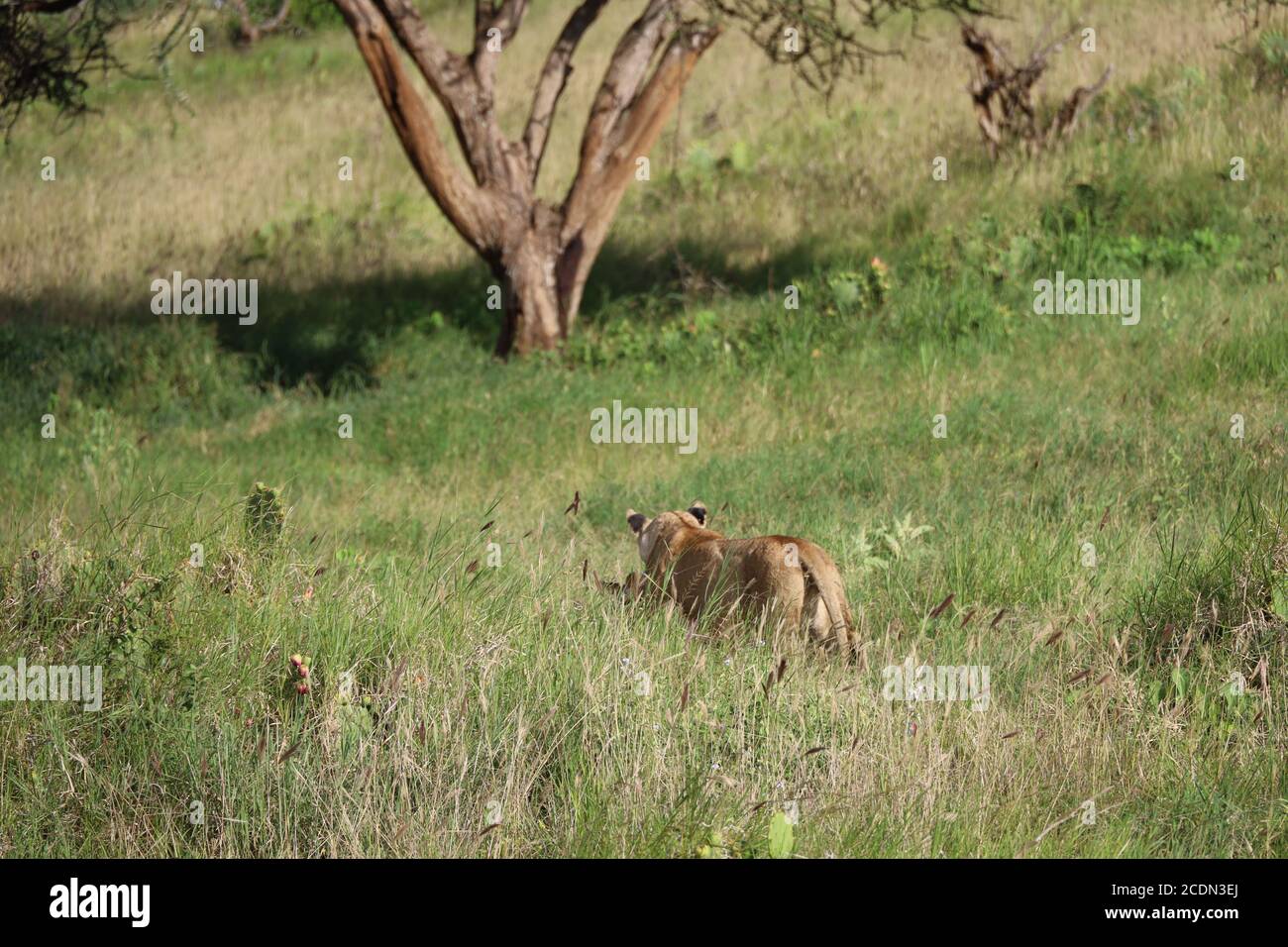 Lioness on the hunt, stalking prey in the grassland during safari trip ...