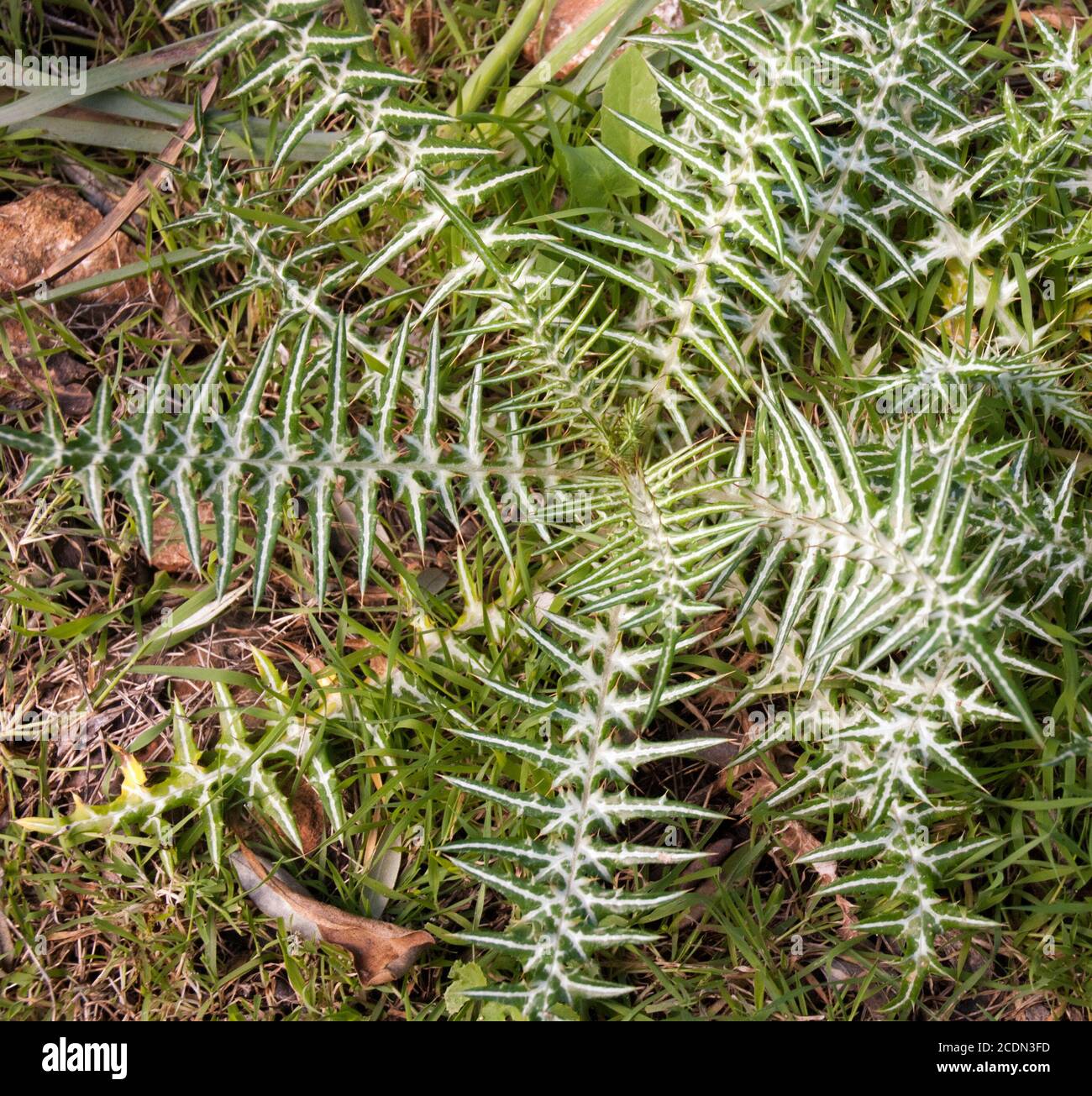 Thistle pattern hi-res stock photography and images - Alamy