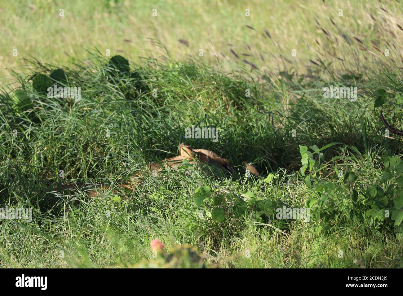 Lioness on the hunt, stalking prey in the grassland during safari trip ...