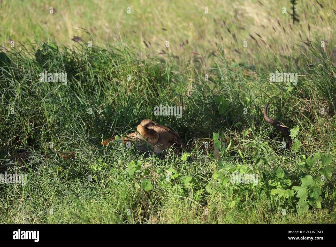 Lioness on the hunt, stalking prey in the grassland during safari trip ...