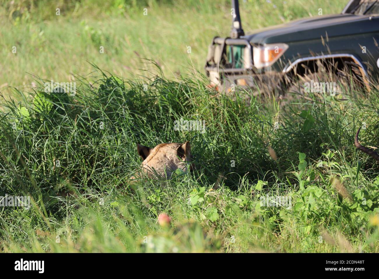 Lioness on the hunt, stalking prey in the grassland during safari trip ...
