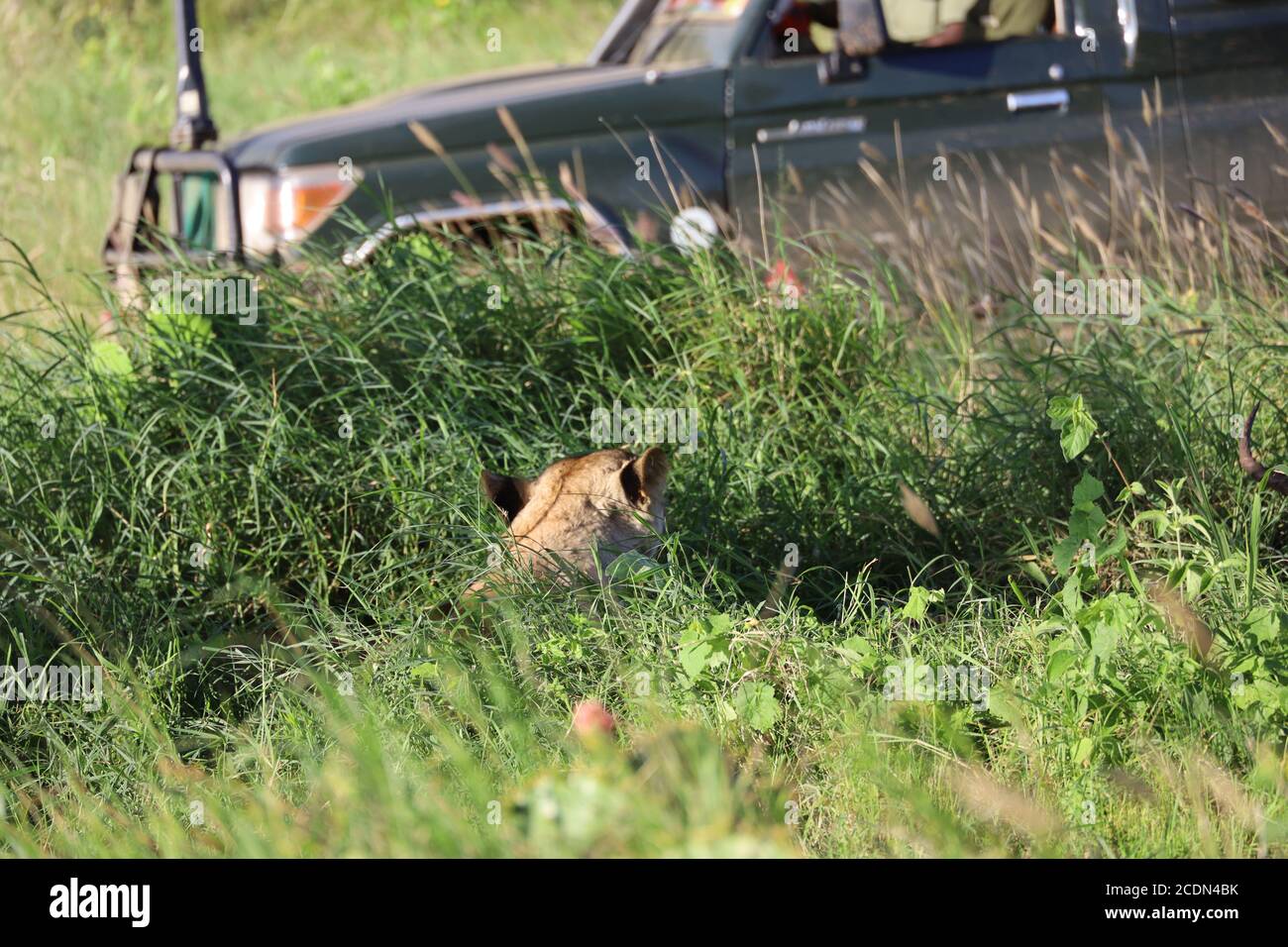 Lioness on the hunt, stalking prey in the grassland during safari trip ...