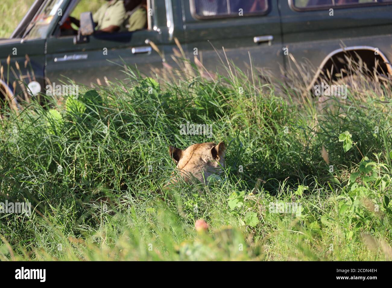 Lioness on the hunt, stalking prey in the grassland during safari trip ...