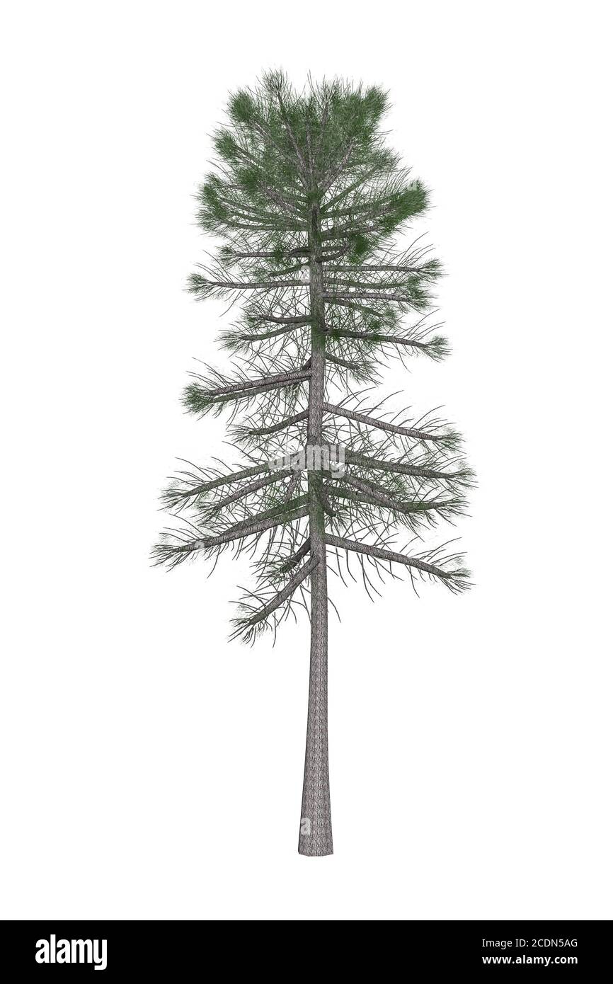 Pine tree isolated on white background - 3d render Stock Photo - Alamy