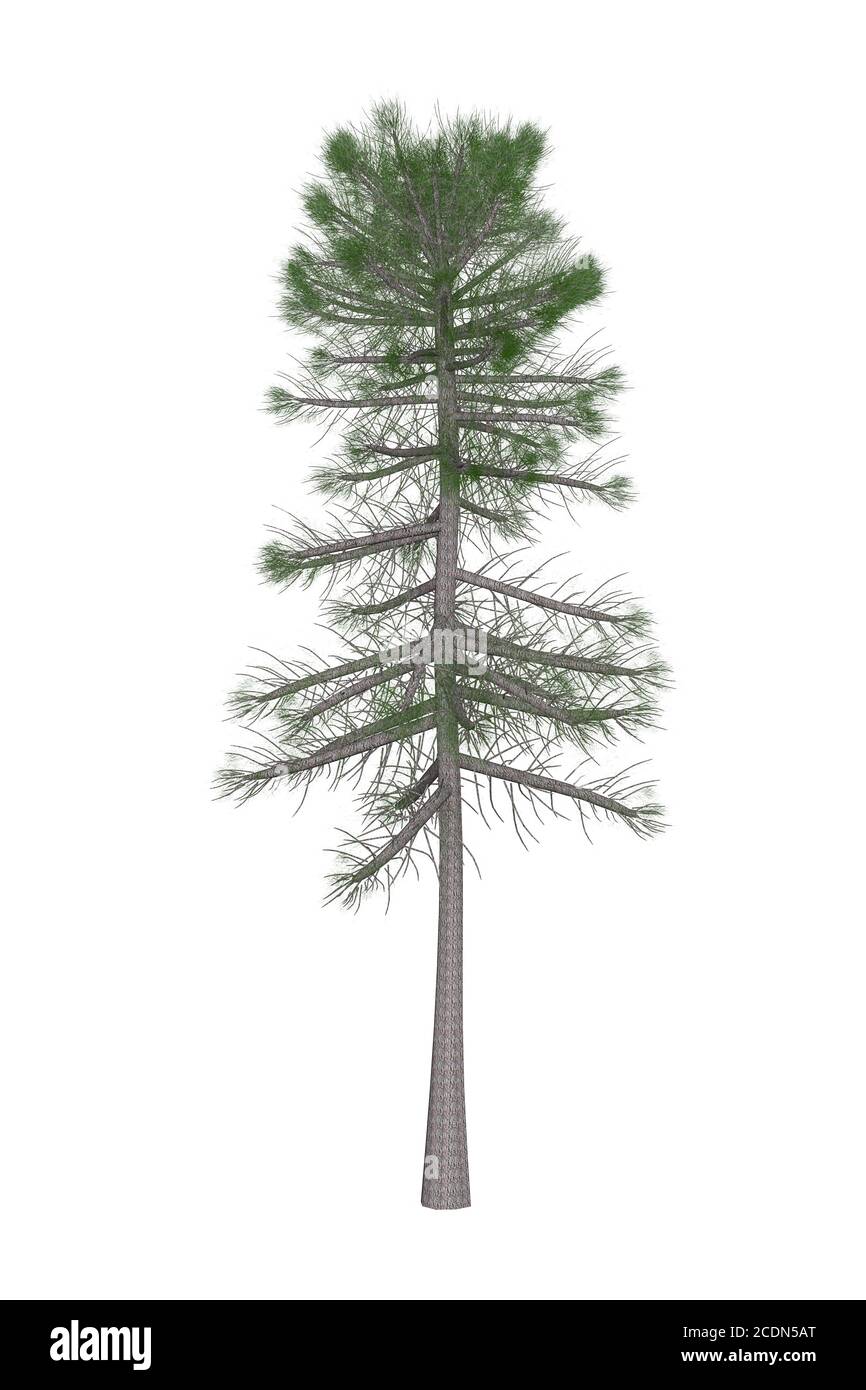 Pine tree isolated on white background - 3d render Stock Photo - Alamy