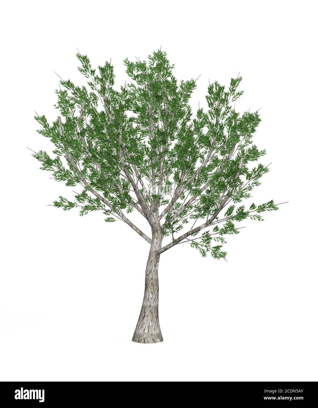 Willow tree isolated on white background - 3d render Stock Photo - Alamy
