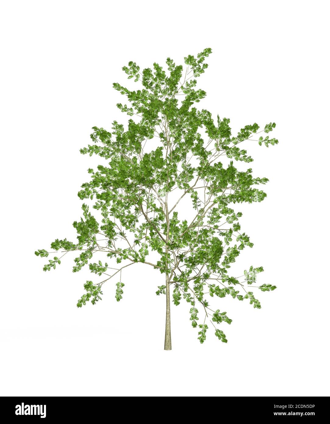 Young ash tree isolated on white background - 3d render Stock Photo - Alamy
