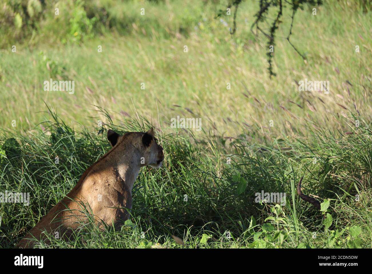 Lioness on the hunt, stalking prey in the grassland during safari trip ...