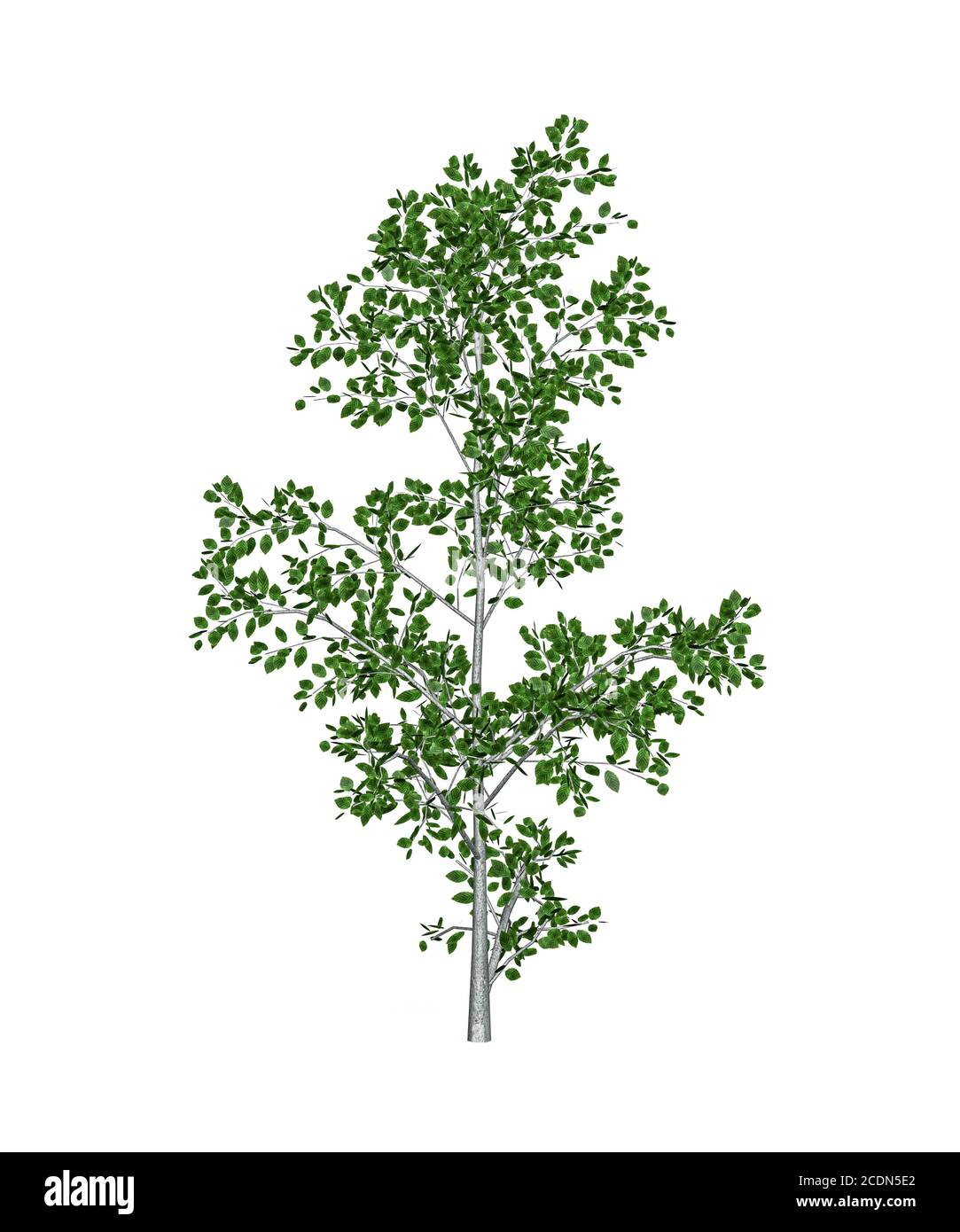 Beech tree with young leaves Cut Out Stock Images & Pictures - Alamy