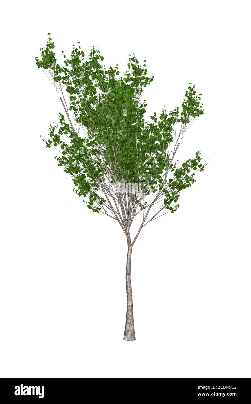 Young chestnut tree isolated on white background - 3d render Stock ...