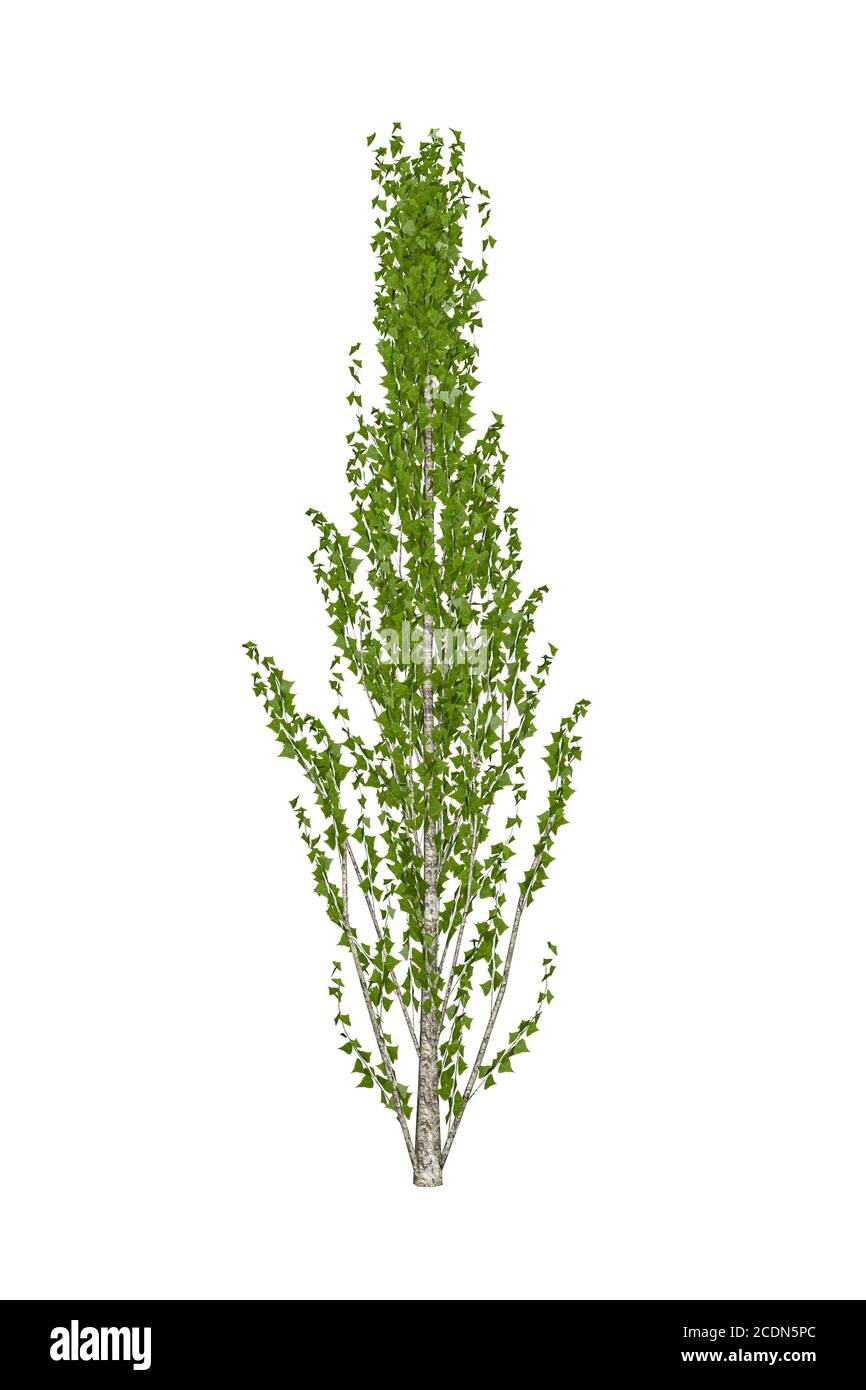 Young poplar tree isolated on white background - 3d render Stock Photo ...