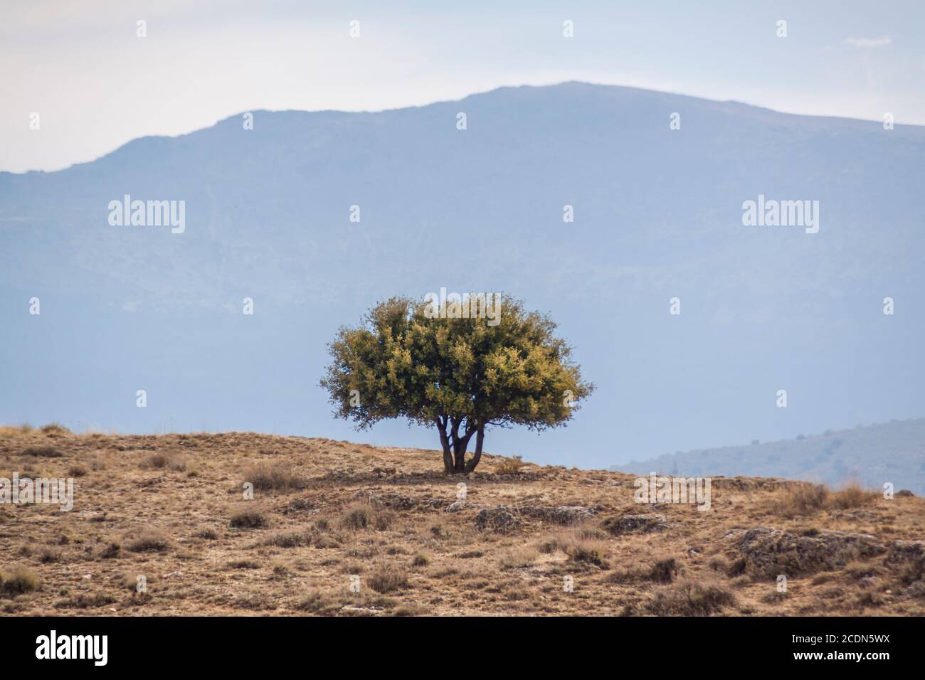 Sunset with isolated tree in nature. Landscape photography, quiet scene ...