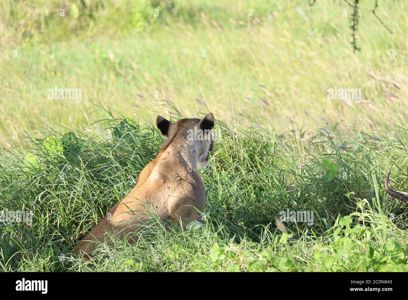Lioness on the hunt, stalking prey in the grassland during safari trip ...