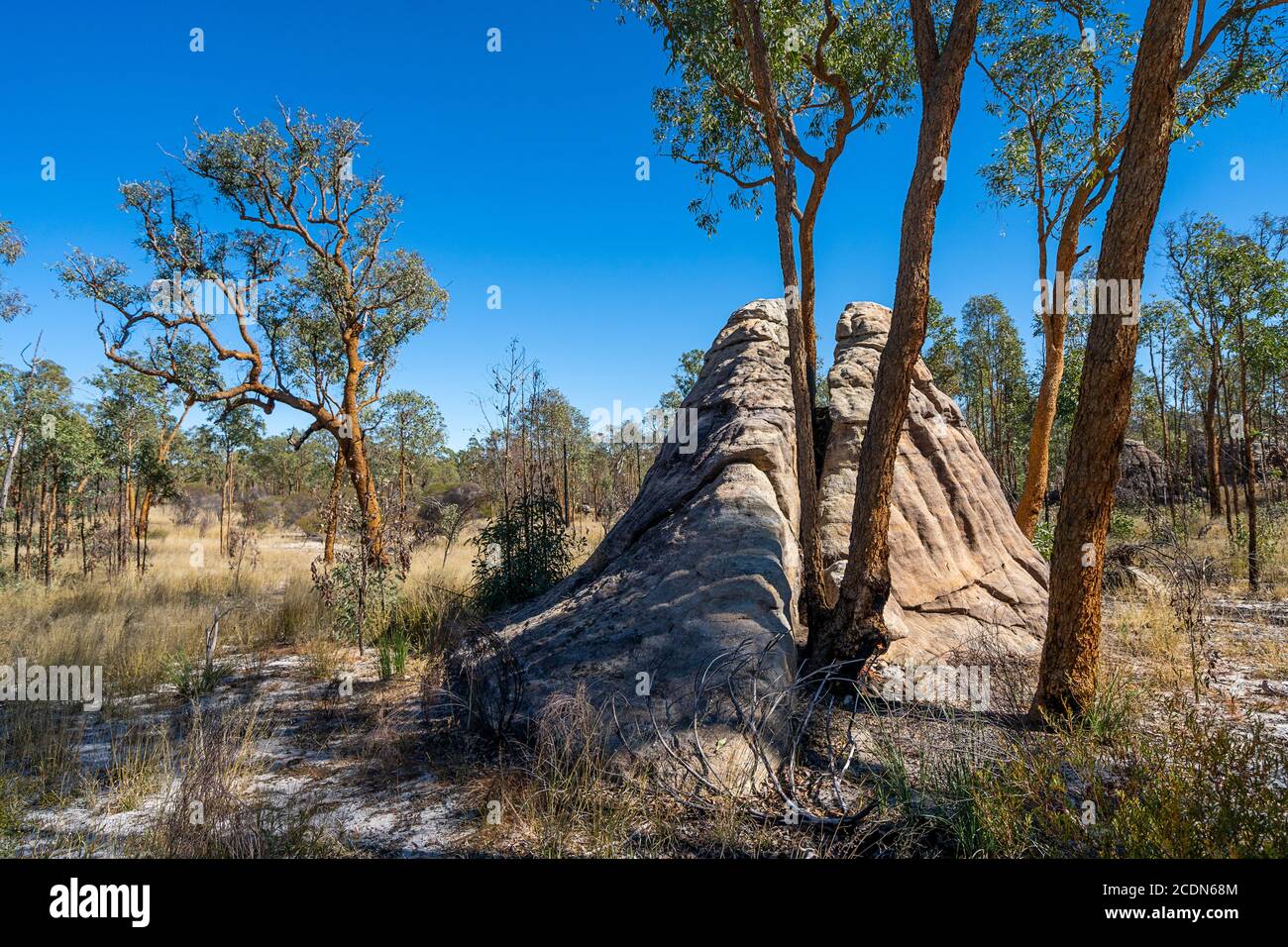 Trees growing out of eroded sandstone rock formation Salvator Rosa ...