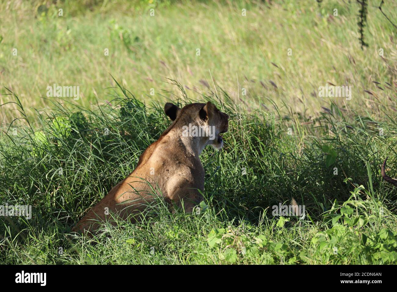 Lioness on the hunt, stalking prey in the grassland during safari trip ...