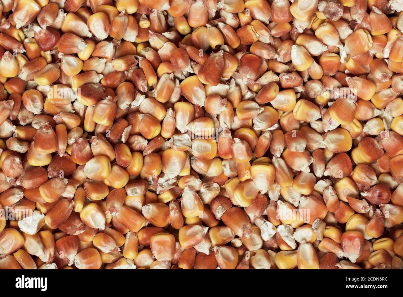dry corn texture Stock Photo - Alamy