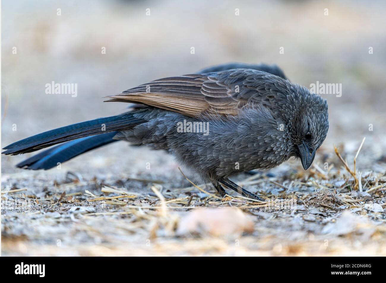 Apostle birds hi-res stock photography and images - Alamy