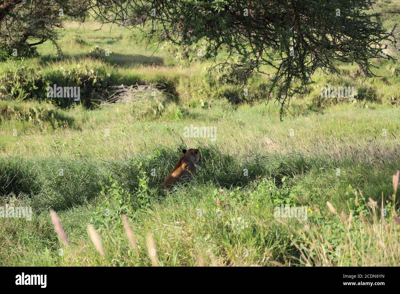 Lioness on the hunt, stalking prey in the grassland during safari trip ...