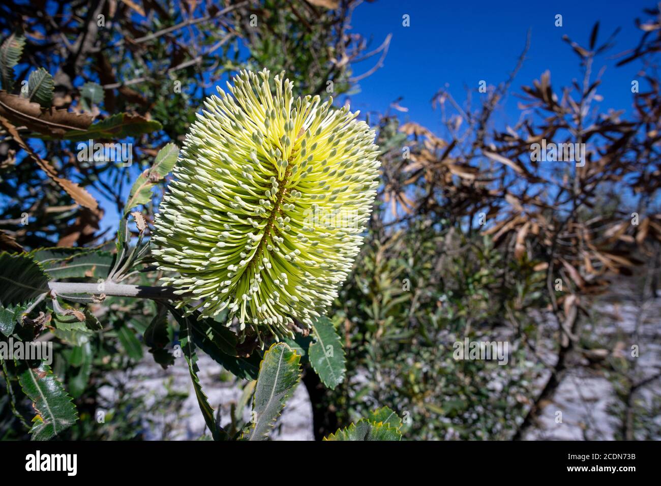 Yellow Old Man Banksia Flower, Burrum National park, Queensland ...
