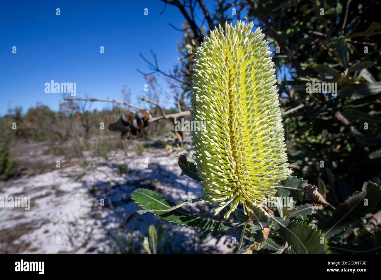 Yellow Old Man Banksia Flower, Burrum National park, Queensland ...