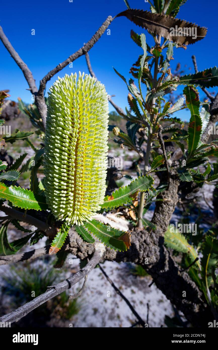 Yellow Old Man Banksia Flower, Burrum National park, Queensland ...