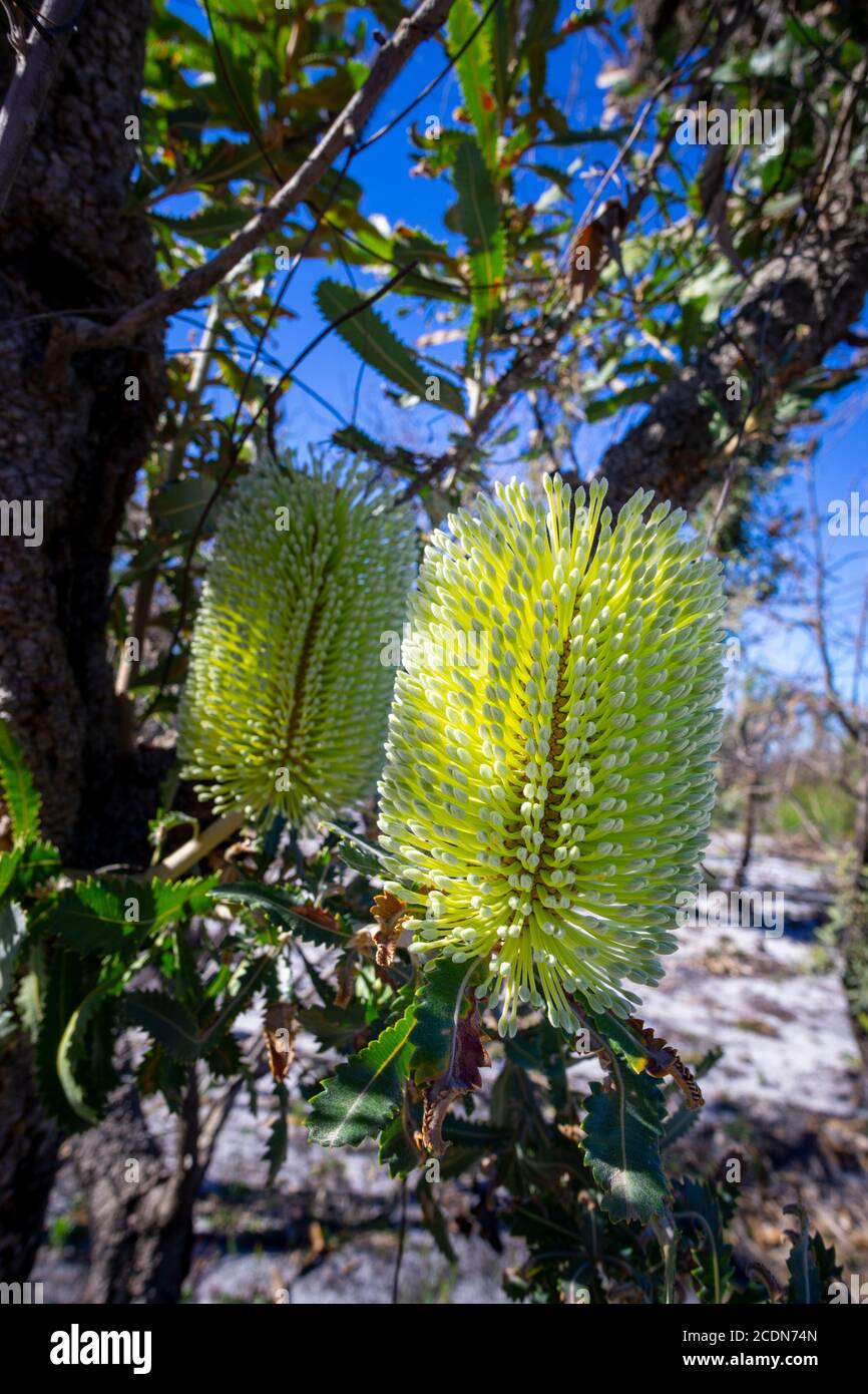 Yellow Old Man Banksia Flower, Burrum National park, Queensland ...
