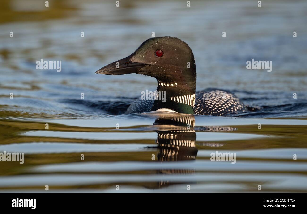 Common Loon in Acadia National Park, Maine Stock Photo - Alamy