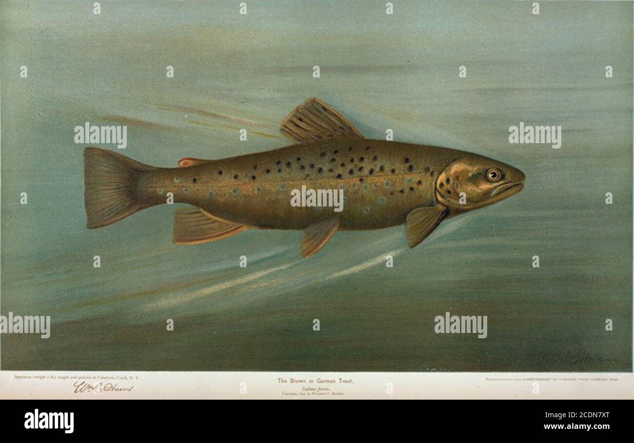 German Brown Trout High Resolution Stock Photography and Images - Alamy