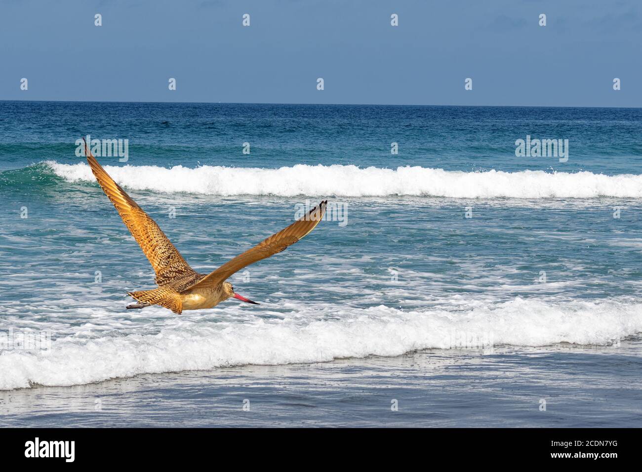 Marbled Godwit (Limosa fedoa) flying over Pacific ocean in Ensenada ...
