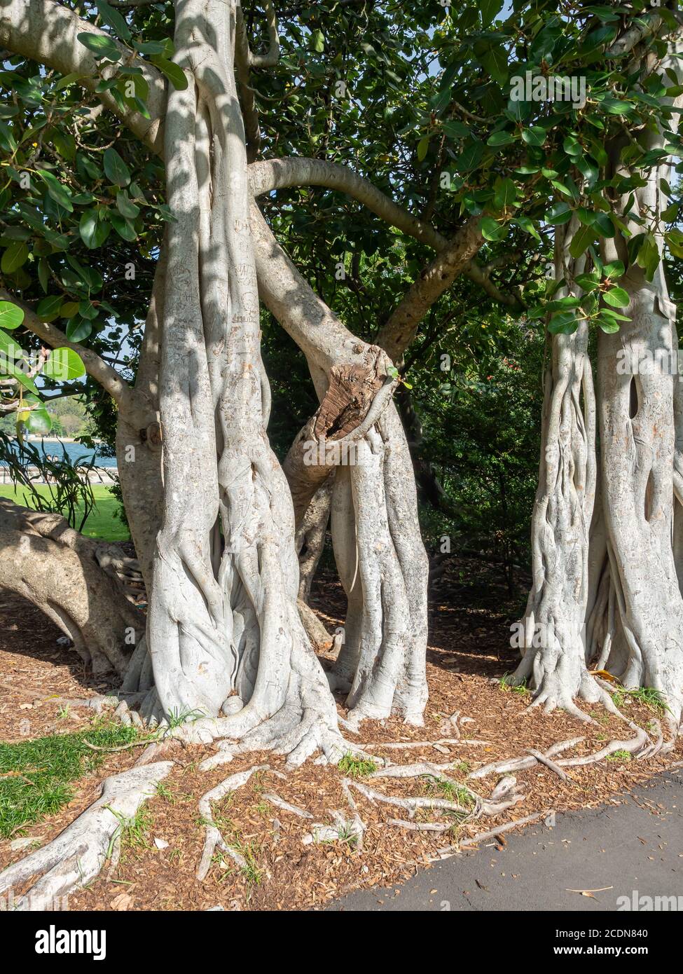 Ficus macrophylla branches that turned into roots Stock Photo - Alamy