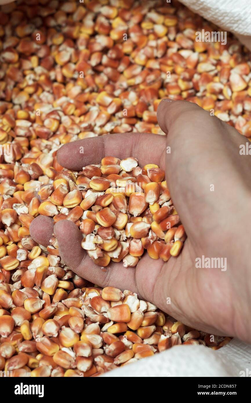 Old bag hi-res stock photography and images - Alamy