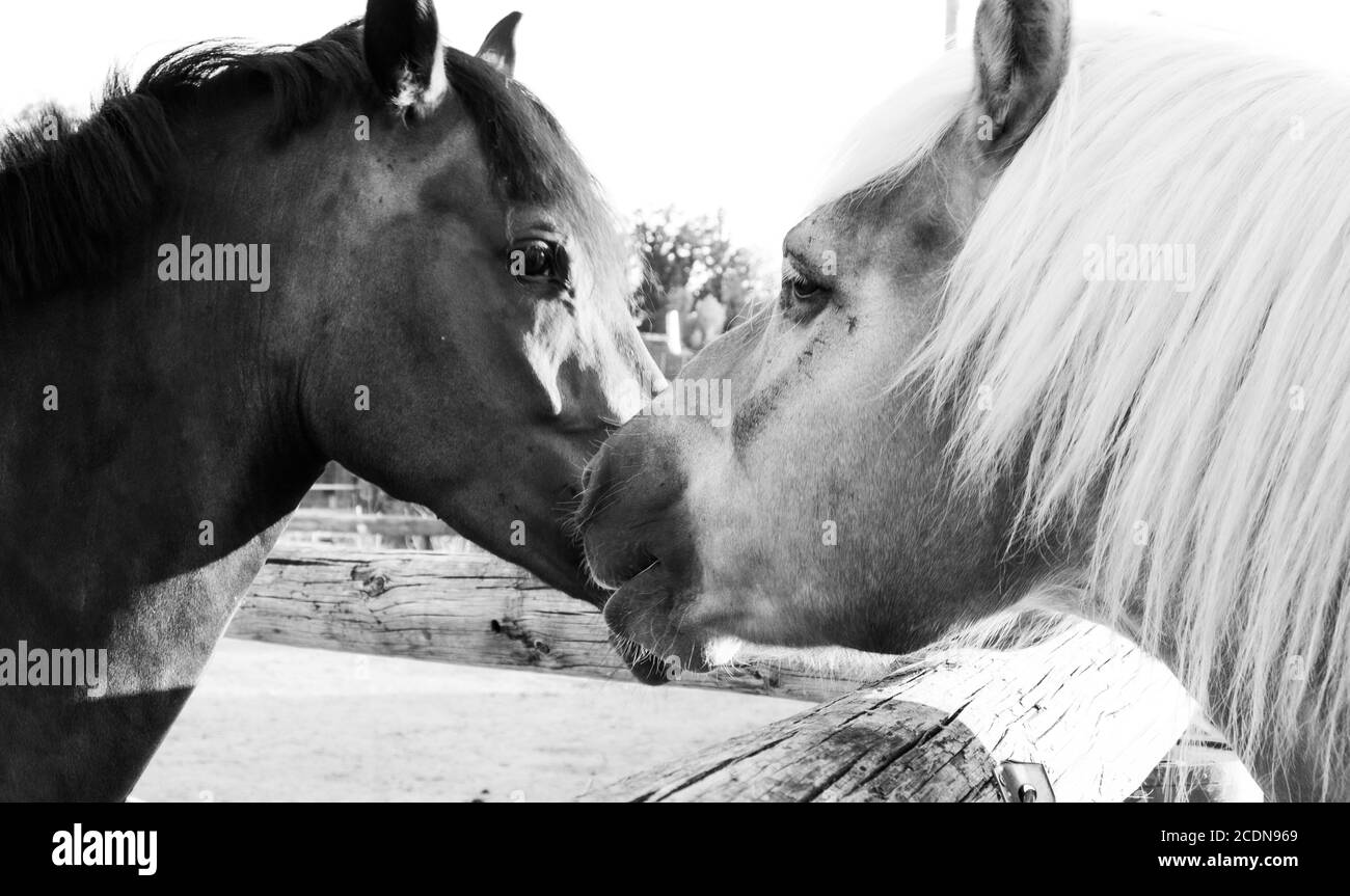 Kissing horses hi-res stock photography and images - Alamy