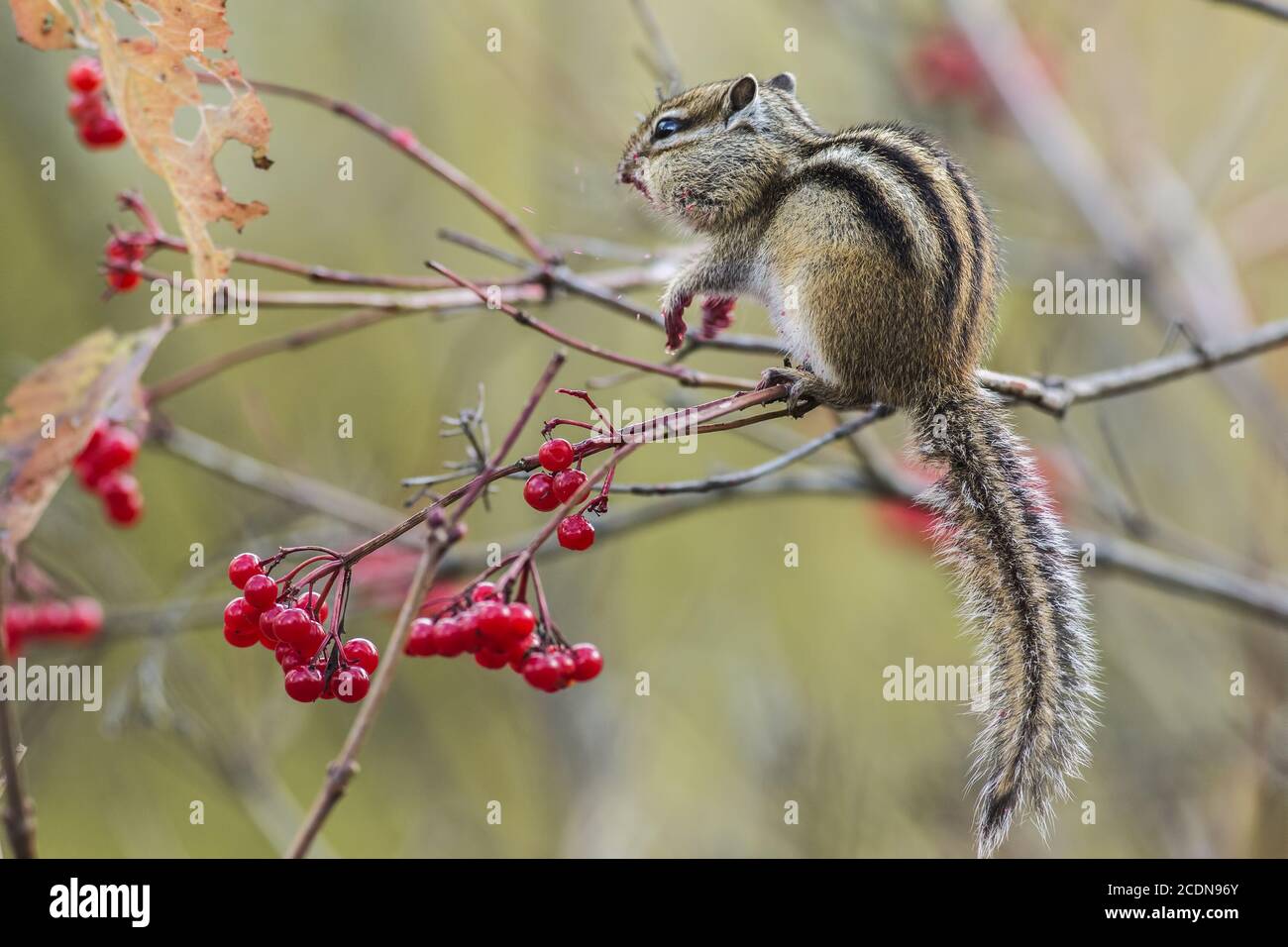 Chipmunk Eating Fruit High Resolution Stock Photography and Images - Alamy