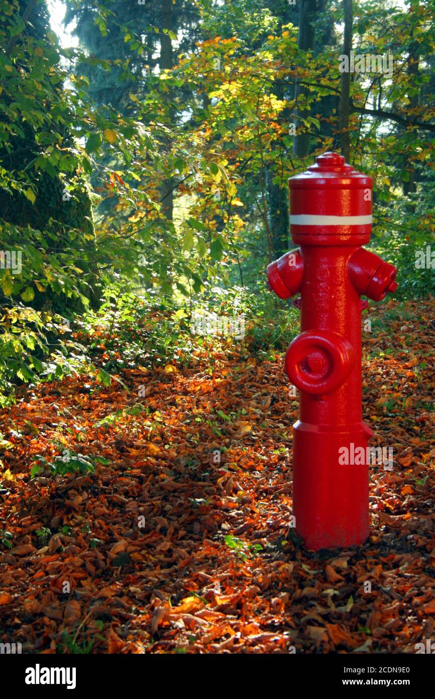 water hydrant in forest Stock Photo - Alamy