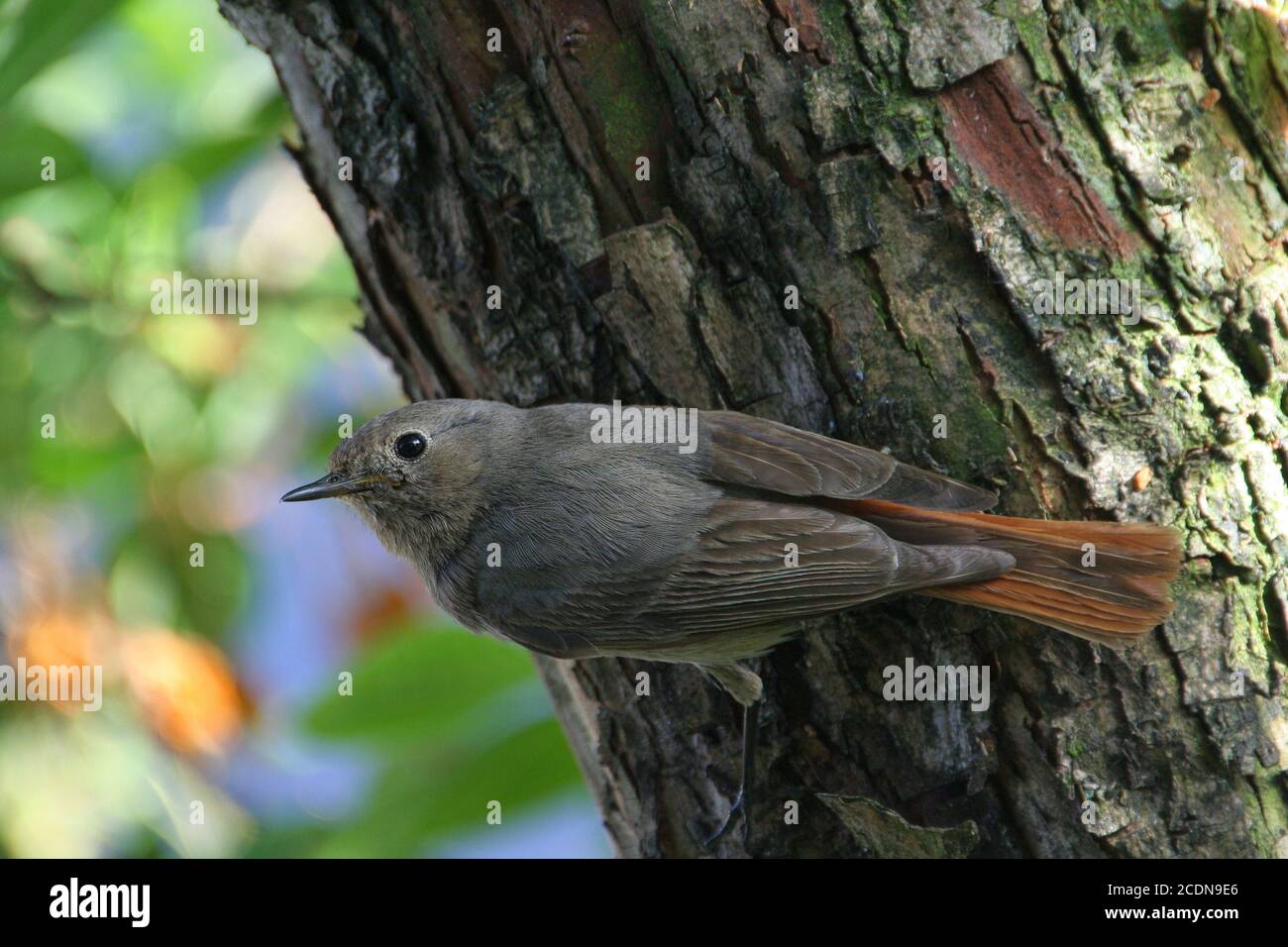 Juvenile common redstart hi-res stock photography and images - Alamy