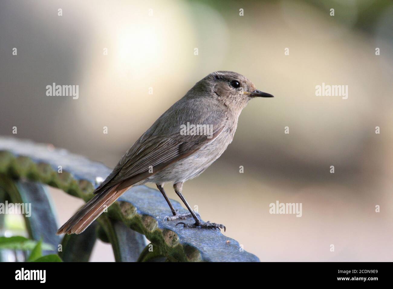 Juvenile common redstart hi-res stock photography and images - Alamy