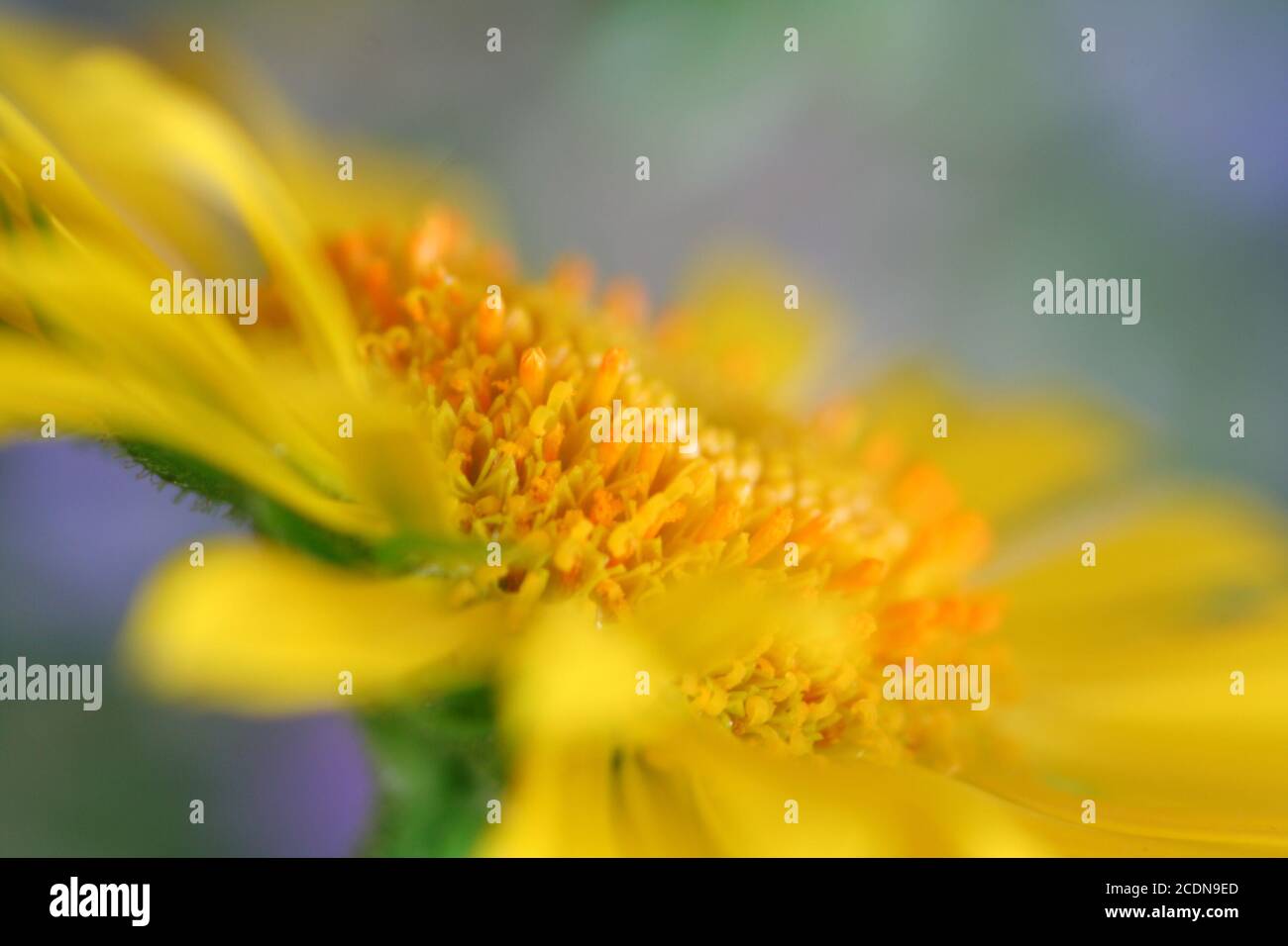 Yeloow blue hi-res stock photography and images - Alamy