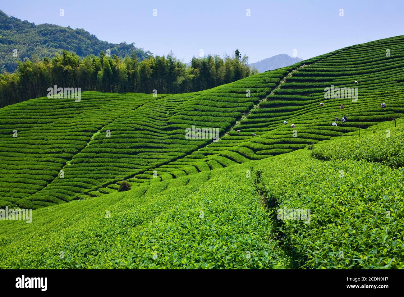 tea plantation in the mountaintop at Nantou, Taiwan Stock Photo - Alamy