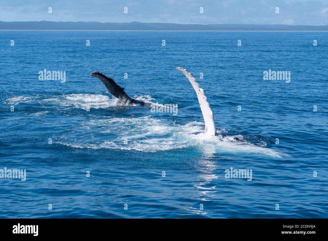 Whale pec slap hi-res stock photography and images - Alamy