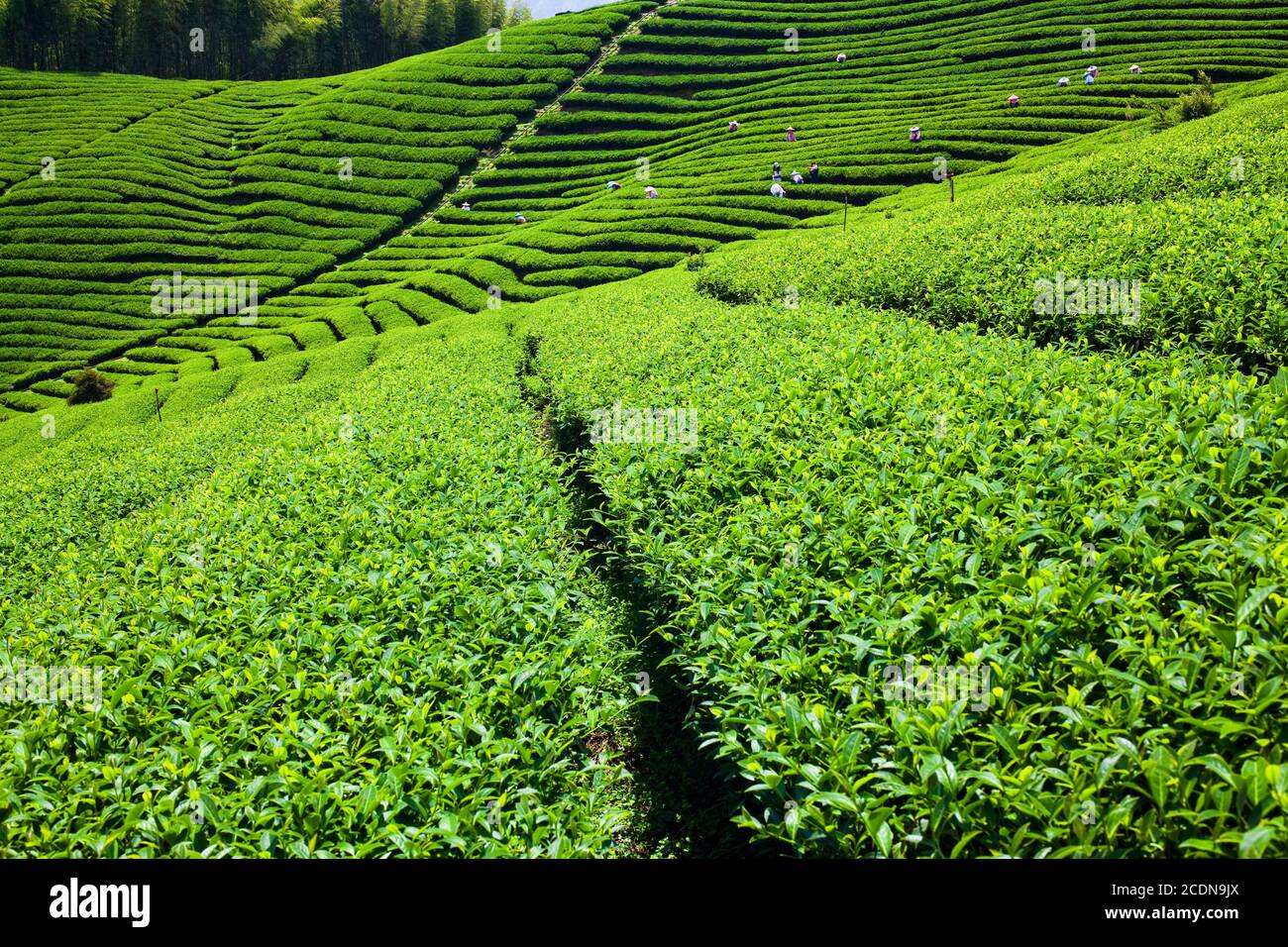tea plantation in the mountaintop at Nantou, Taiwan Stock Photo - Alamy