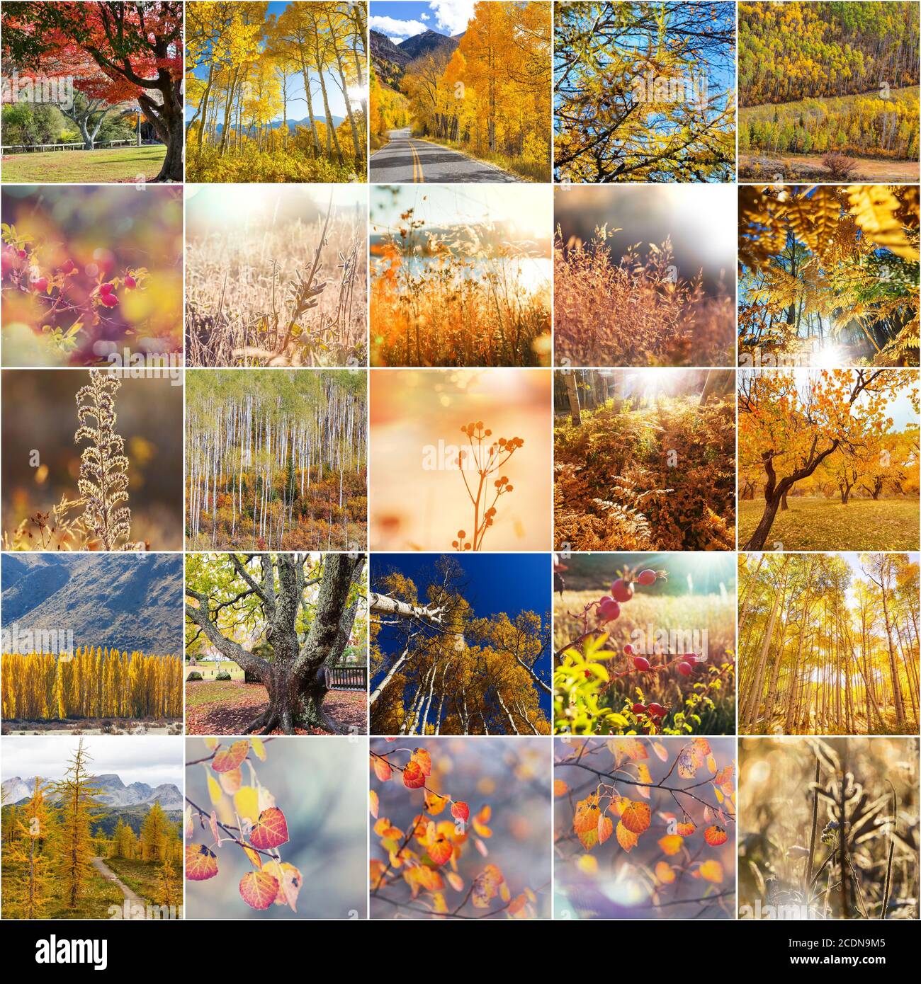 Orange and Yellow Autumn collage. Fall background Stock Photo - Alamy