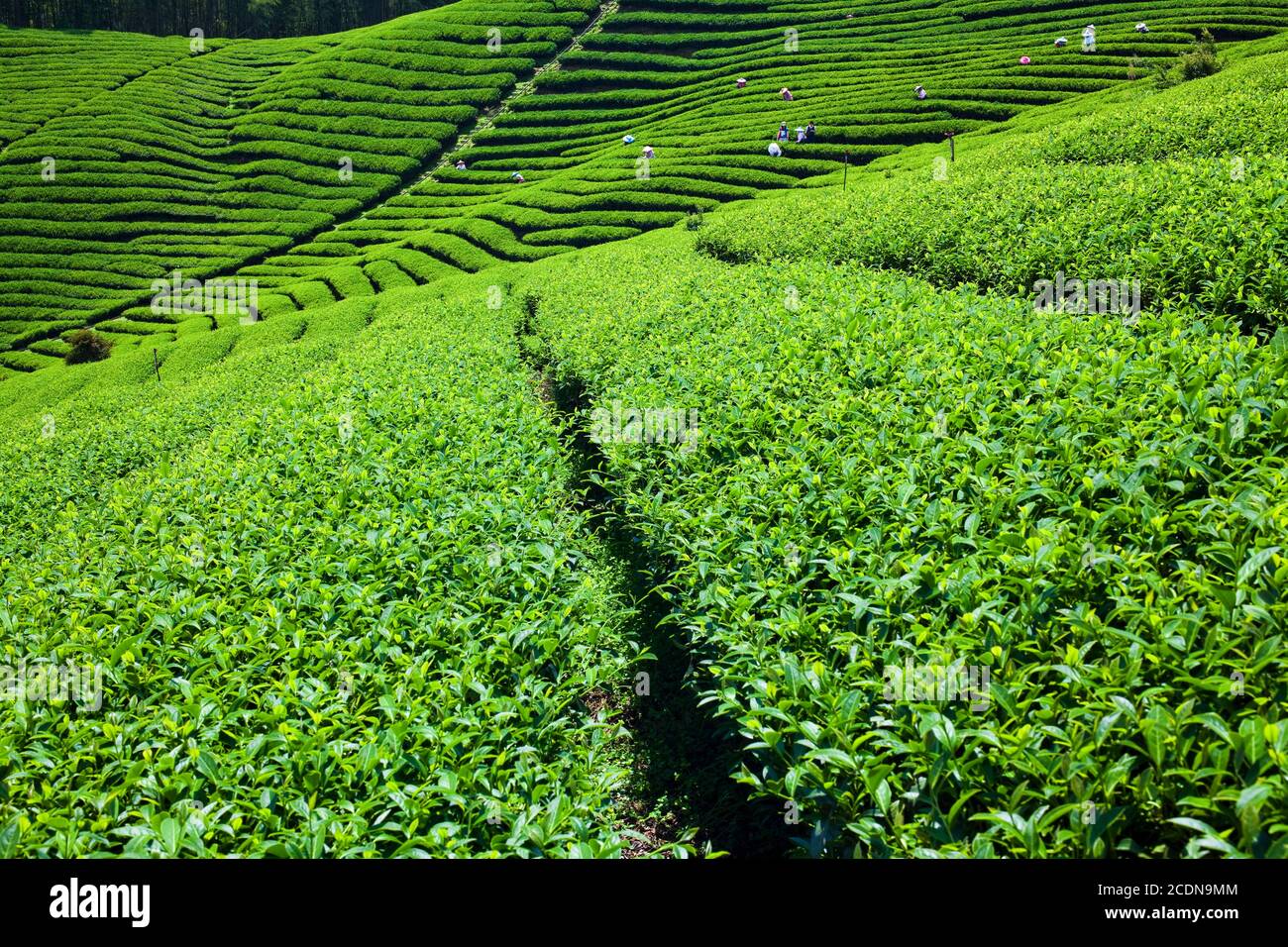 tea plantation in the mountaintop at Nantou, Taiwan Stock Photo - Alamy